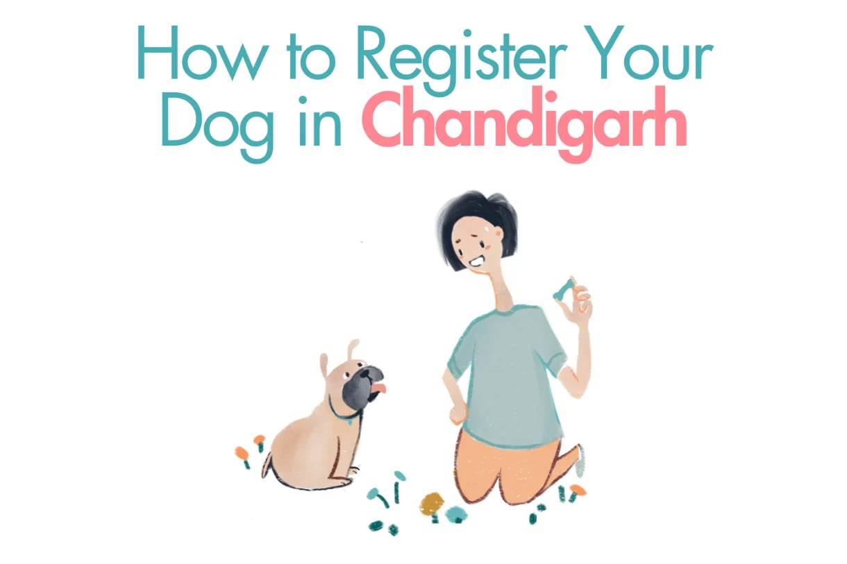 How to Get a Dog License in Chandigarh: The Online Pet Registration Process